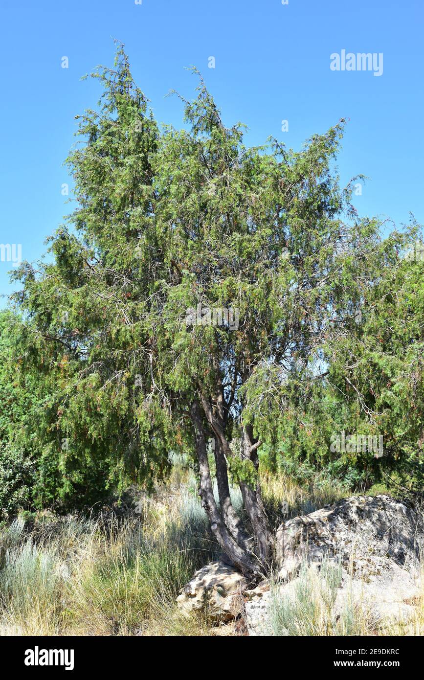 Native evergreen tree of the mediterranean region hi-res stock ...