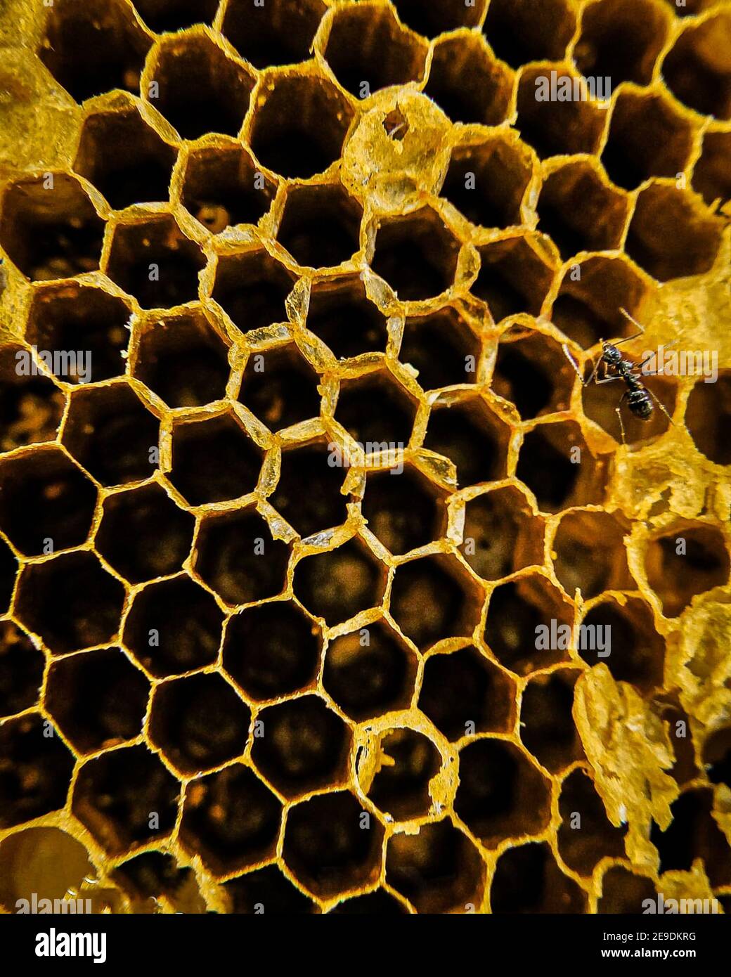 A vertical shot of a bee's hive Stock Photo - Alamy