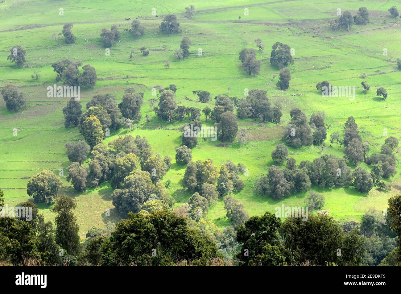 African juniper (Juniperus procera) is a coniferous evergreen tree ...