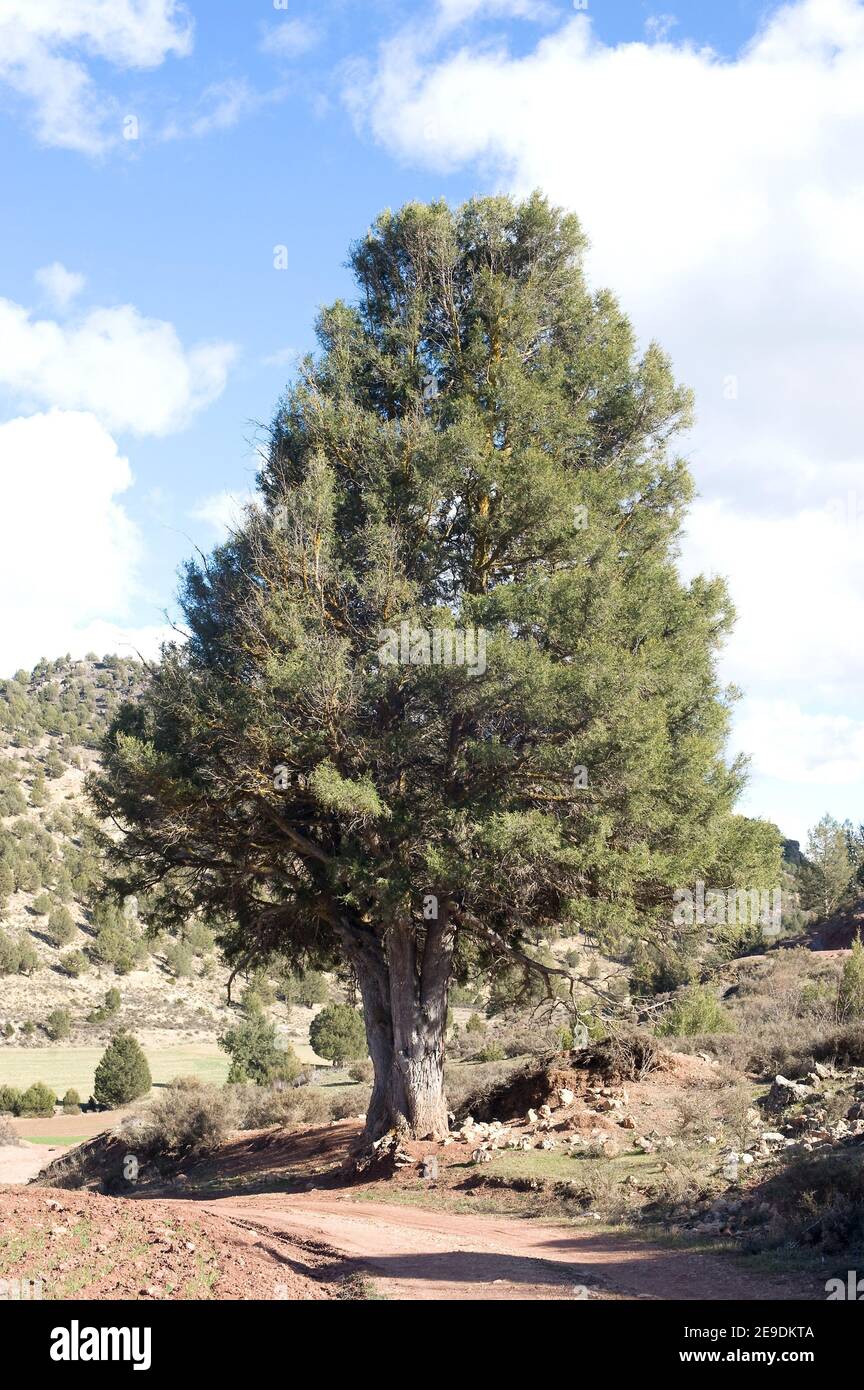 Atlas mountain native tree hi-res stock photography and images - Alamy