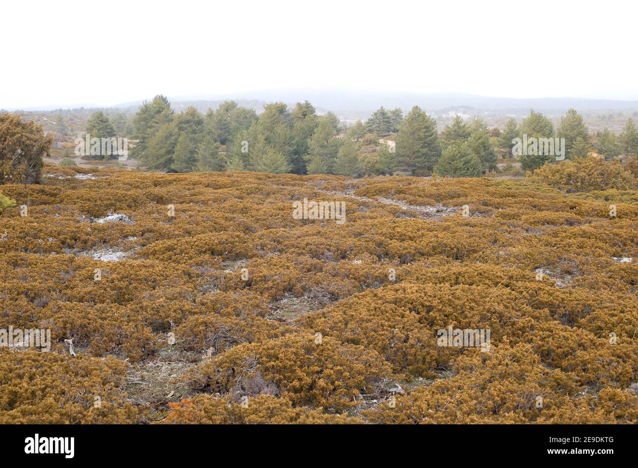 Creeping Juniper High Resolution Stock Photography and Images - Alamy