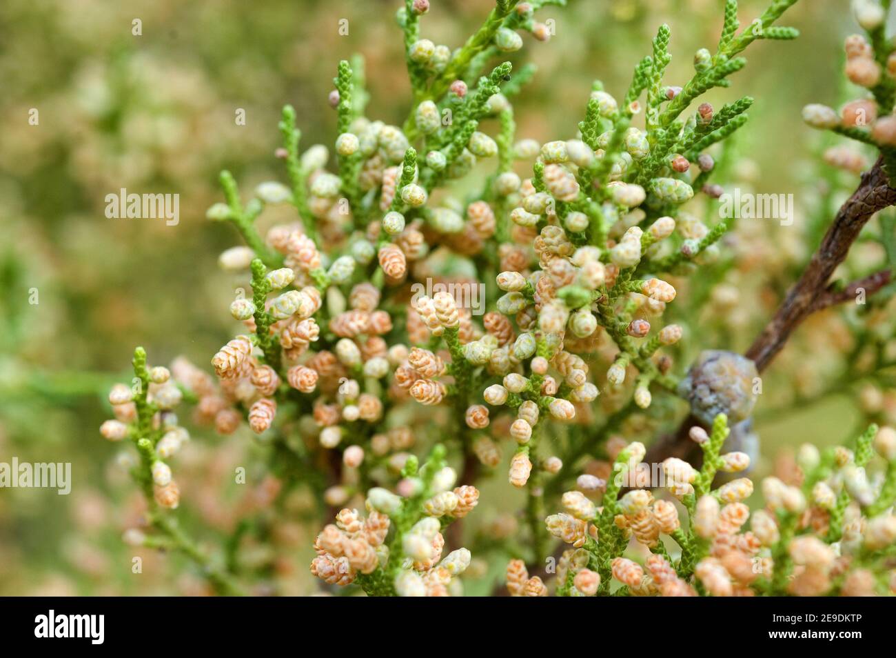Juniperus sabina detail hi-res stock photography and images - Alamy