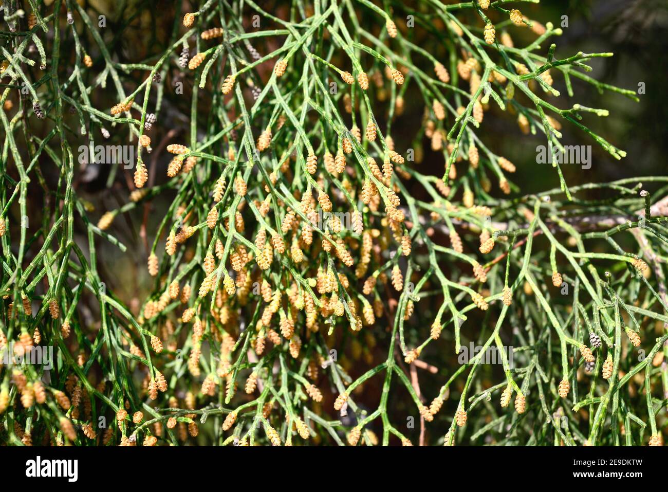 Tetraclinis hi-res stock photography and images - Alamy