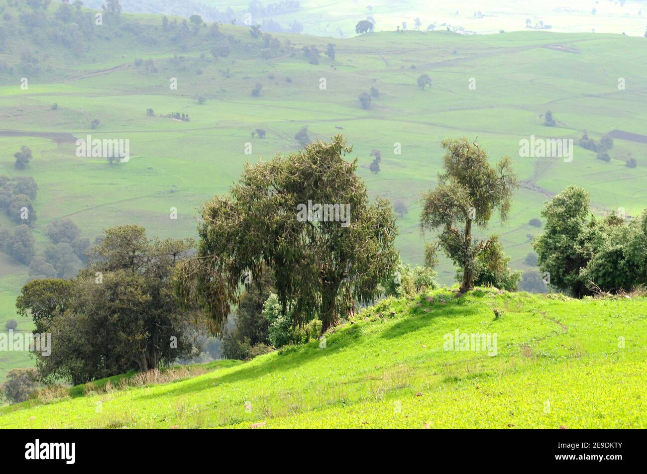 Bale tree hi-res stock photography and images - Alamy
