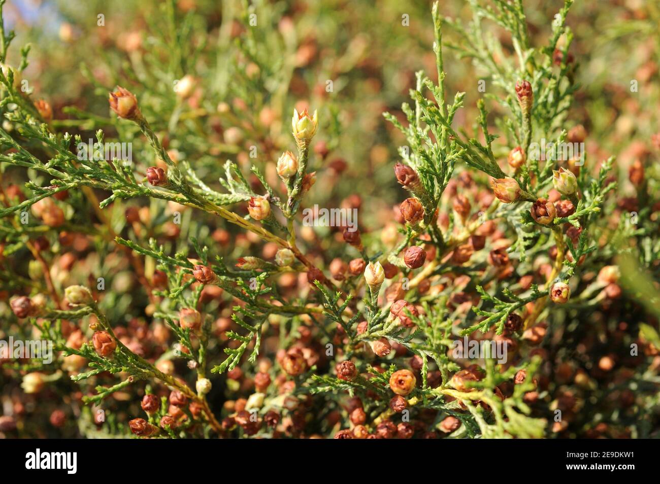 Dioecious tree hi-res stock photography and images - Alamy
