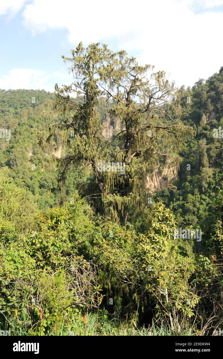 African and arabian native hi-res stock photography and images - Alamy