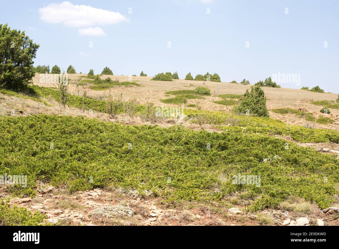 Savin Juniperus Sabina High Resolution Stock Photography and Images - Alamy