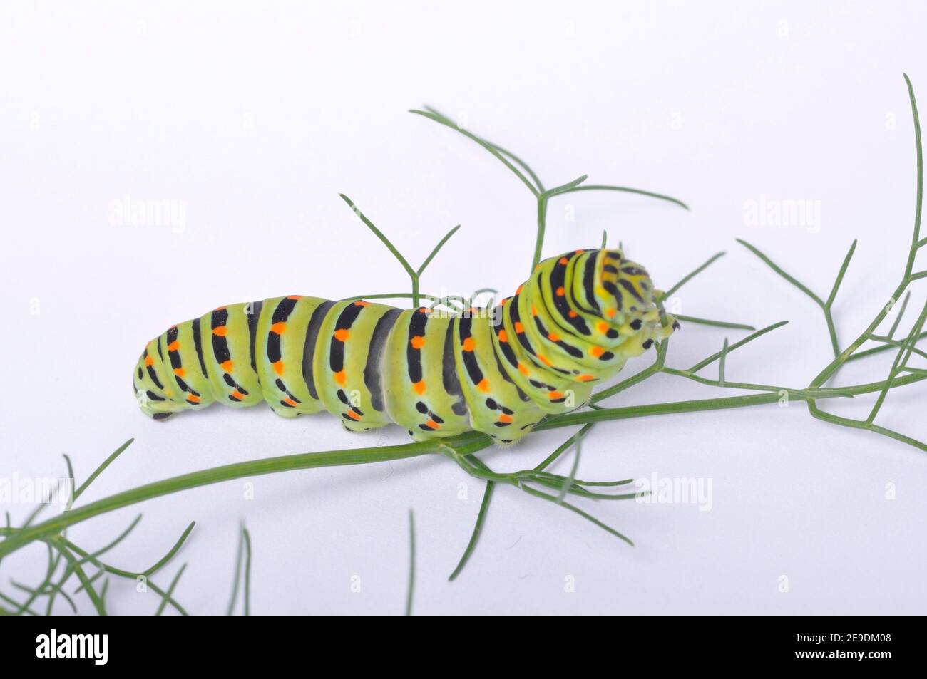 Invertebrate caterpillar swallowtail hi-res stock photography and ...