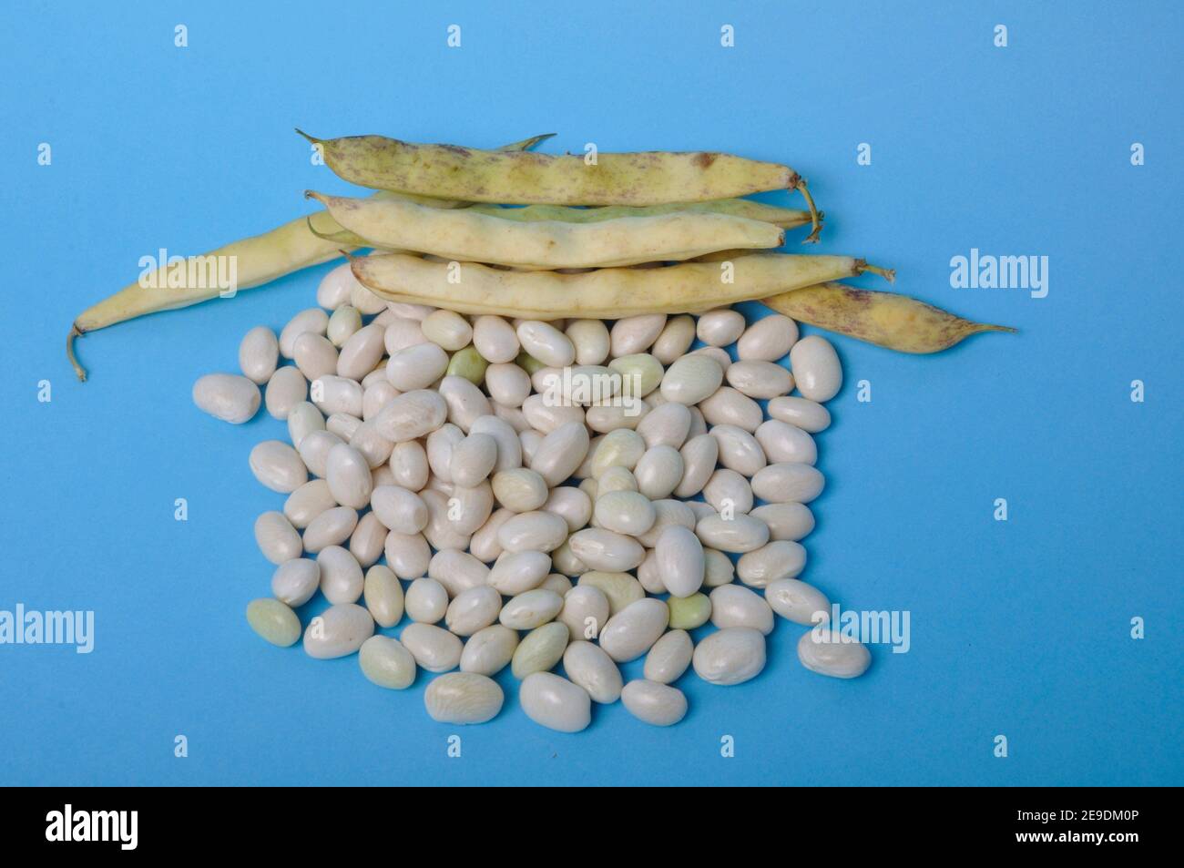 Blue bean plant hi-res stock photography and images - Alamy