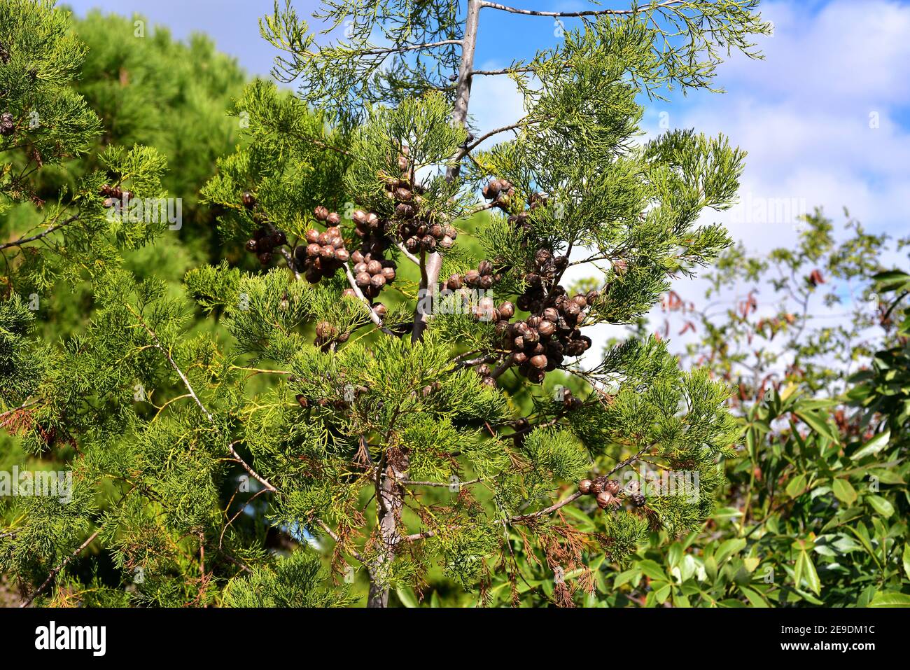 Widdringtonia hi-res stock photography and images - Alamy