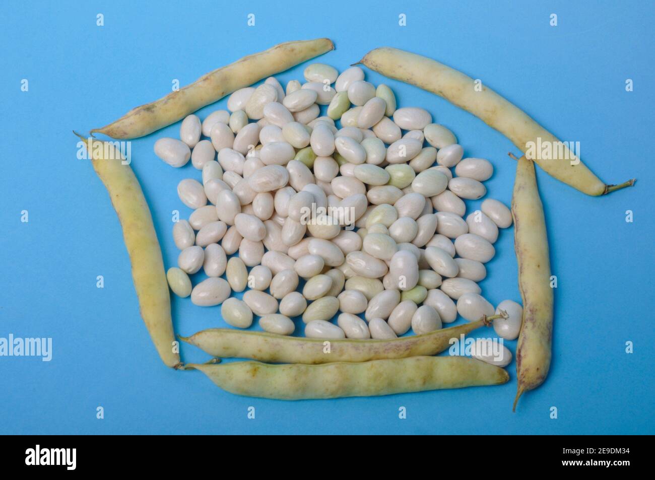 Blue bean plant hi-res stock photography and images - Alamy