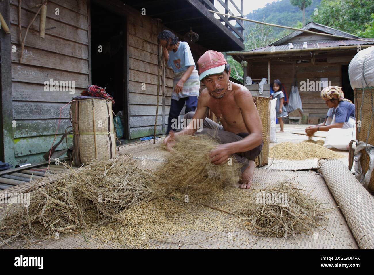 Combine harvester working a rice field hi-res stock photography and ...
