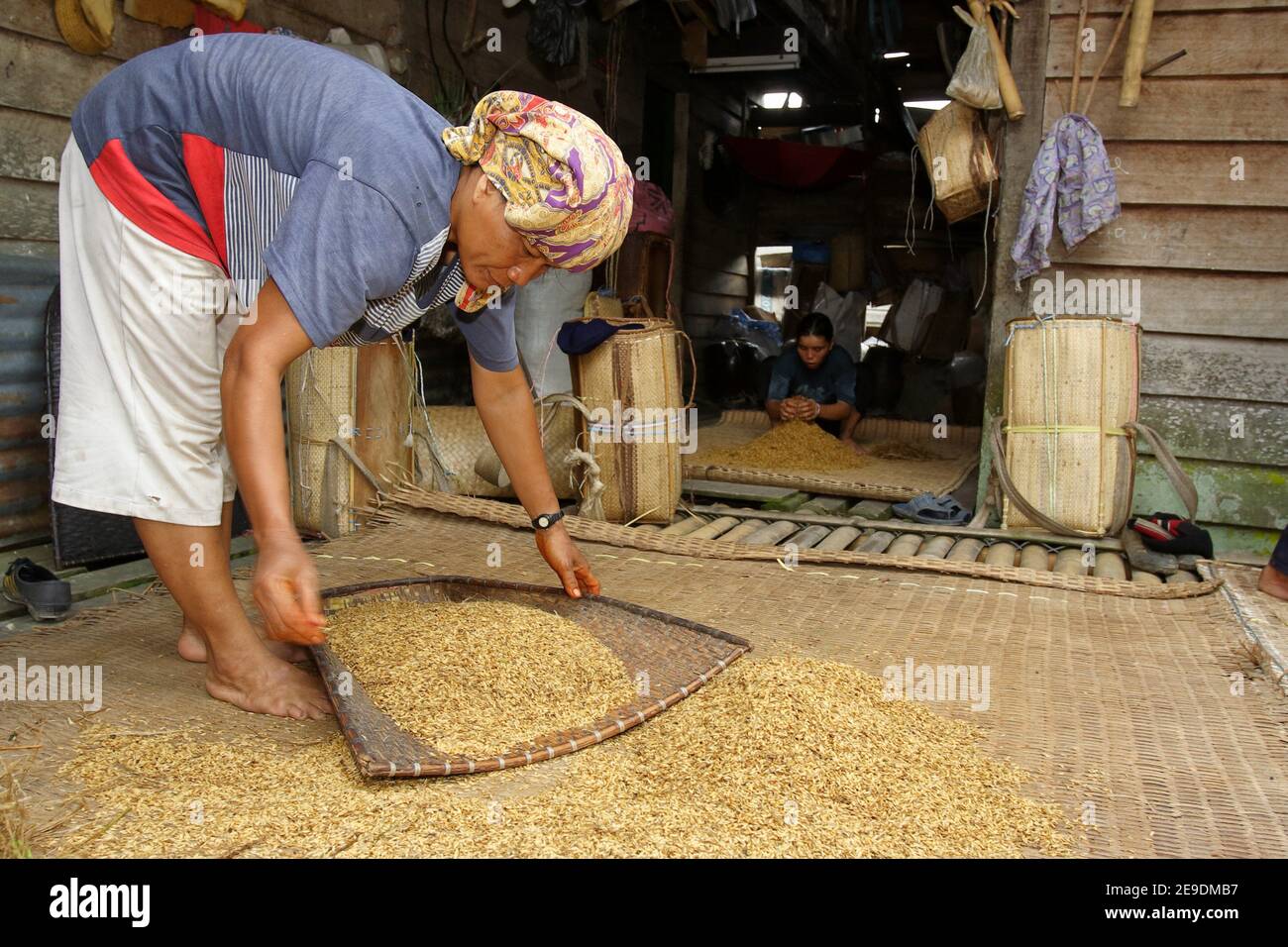 Combine harvester working a rice field hi-res stock photography and ...