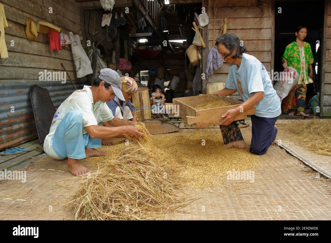 Combine harvester working a rice field hi-res stock photography and ...