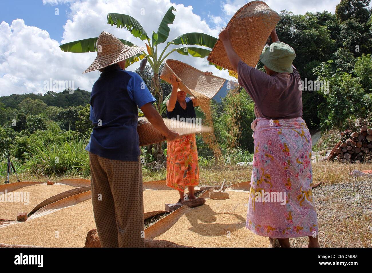 Sowing of paddy hi-res stock photography and images - Alamy