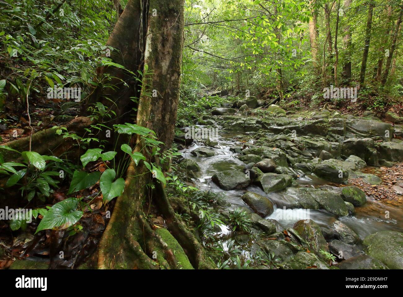 Rainforest tropical stream hi-res stock photography and images - Alamy