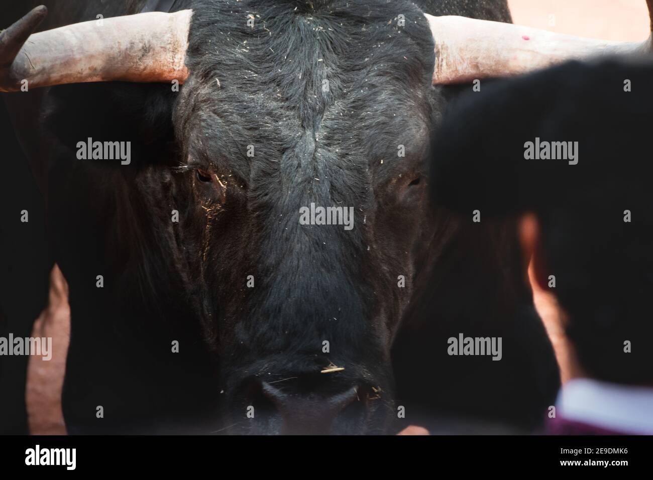 Closeup of a strong black bull in a bullfighting ring Stock Photo - Alamy