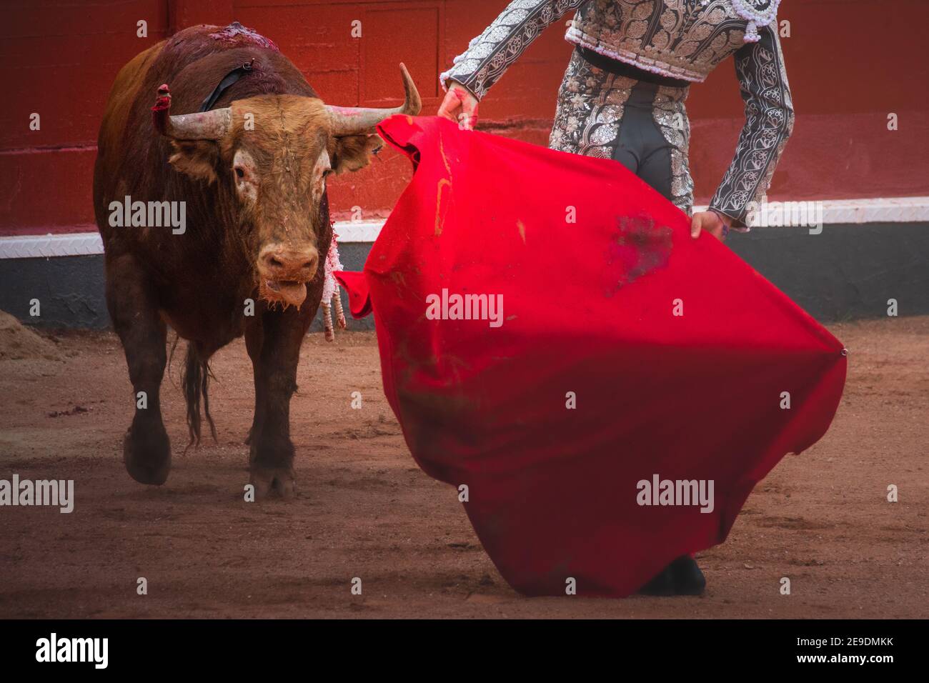 Brown bull and a fighter in bullring during a spectacle Stock Photo - Alamy