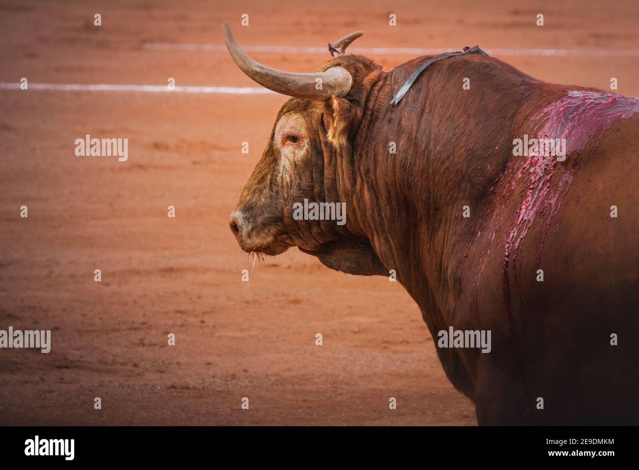 Bullfighting competition hi-res stock photography and images - Alamy