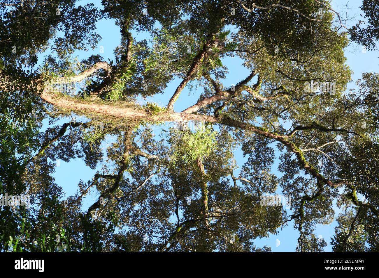 Evergreen tropical garden tree hi-res stock photography and images - Alamy