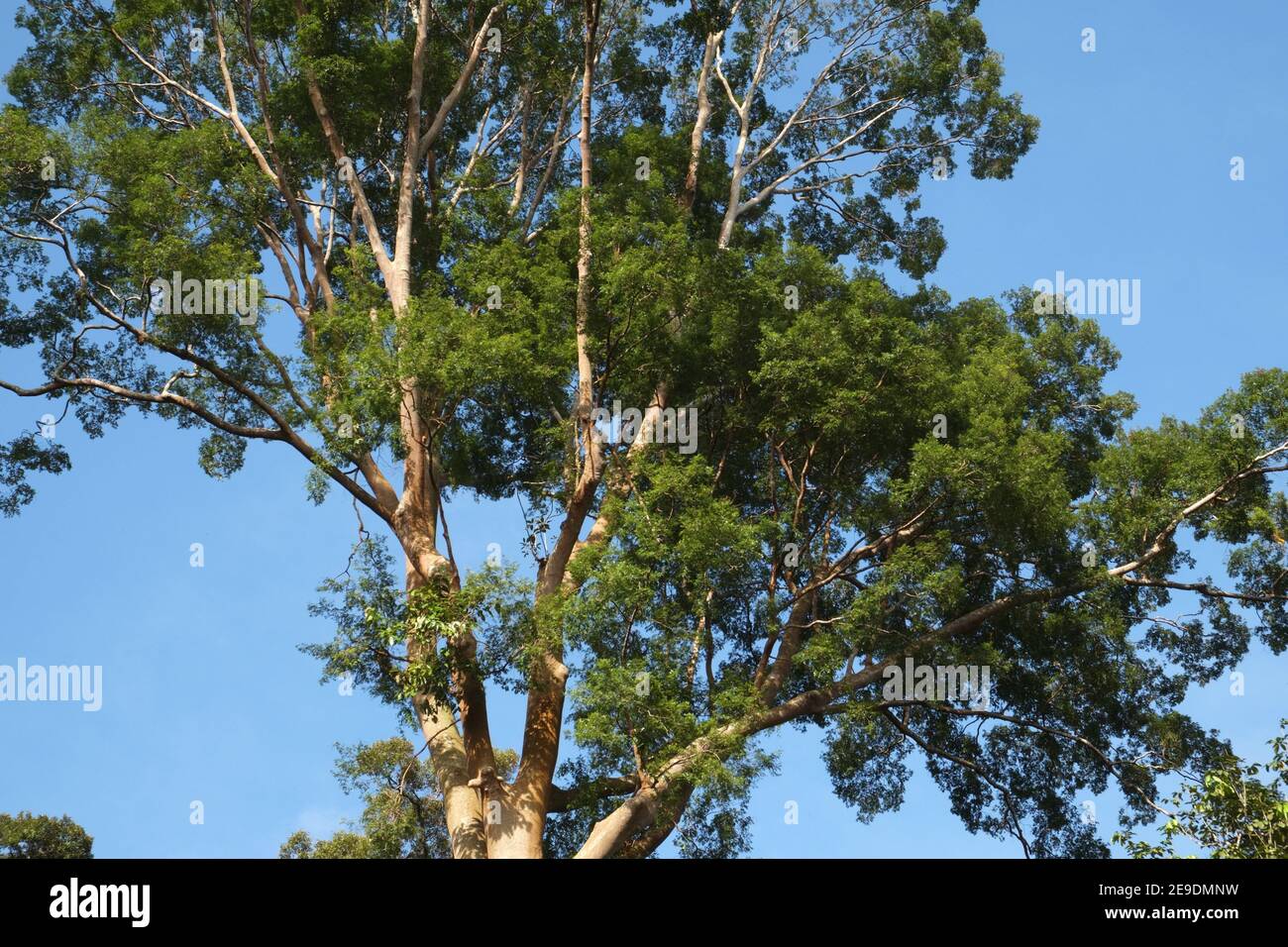 Koompassia excelsa hi-res stock photography and images - Alamy