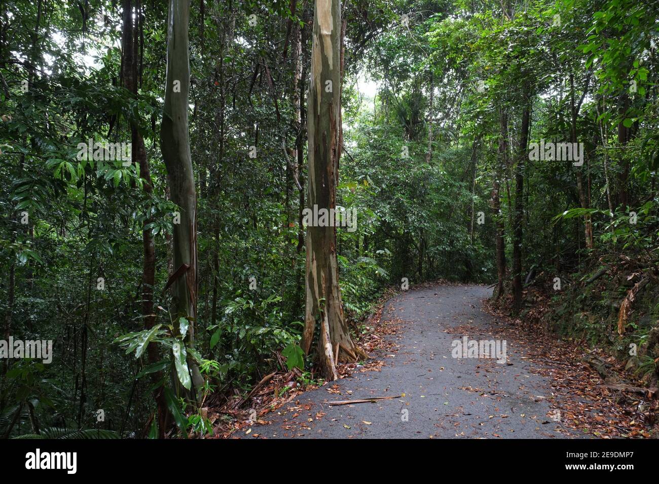 Mount Matang forest path to Sri Maha Mariamman Temple, Hindu Temple ...