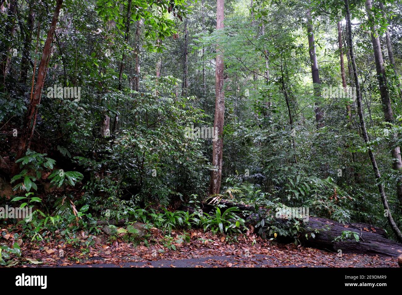 Kuching matang hi-res stock photography and images - Alamy
