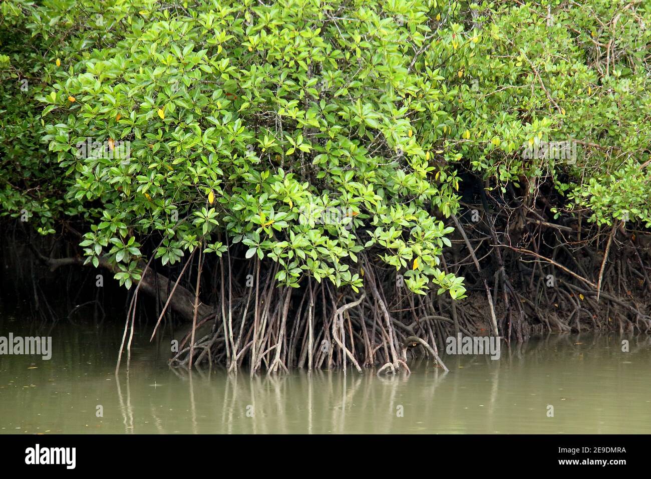 Mangrove landscape nature hi-res stock photography and images - Alamy