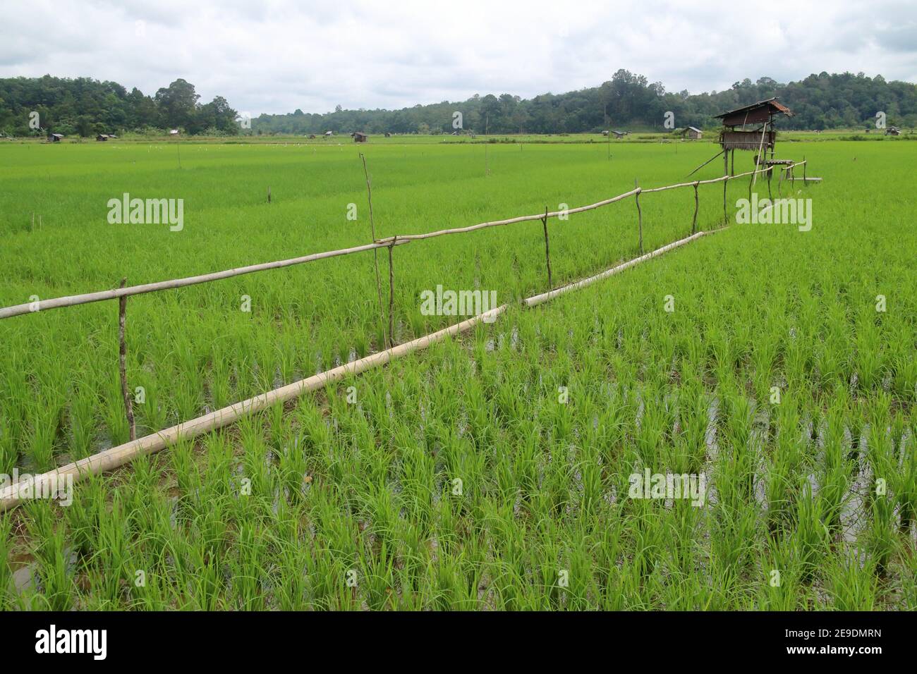Sowing of paddy hi-res stock photography and images - Alamy