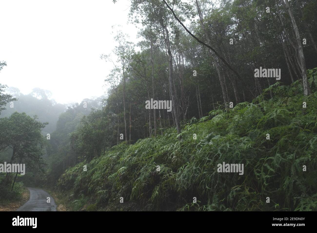 Mount Matang forest path to Sri Maha Mariamman Temple, Hindu Temple ...