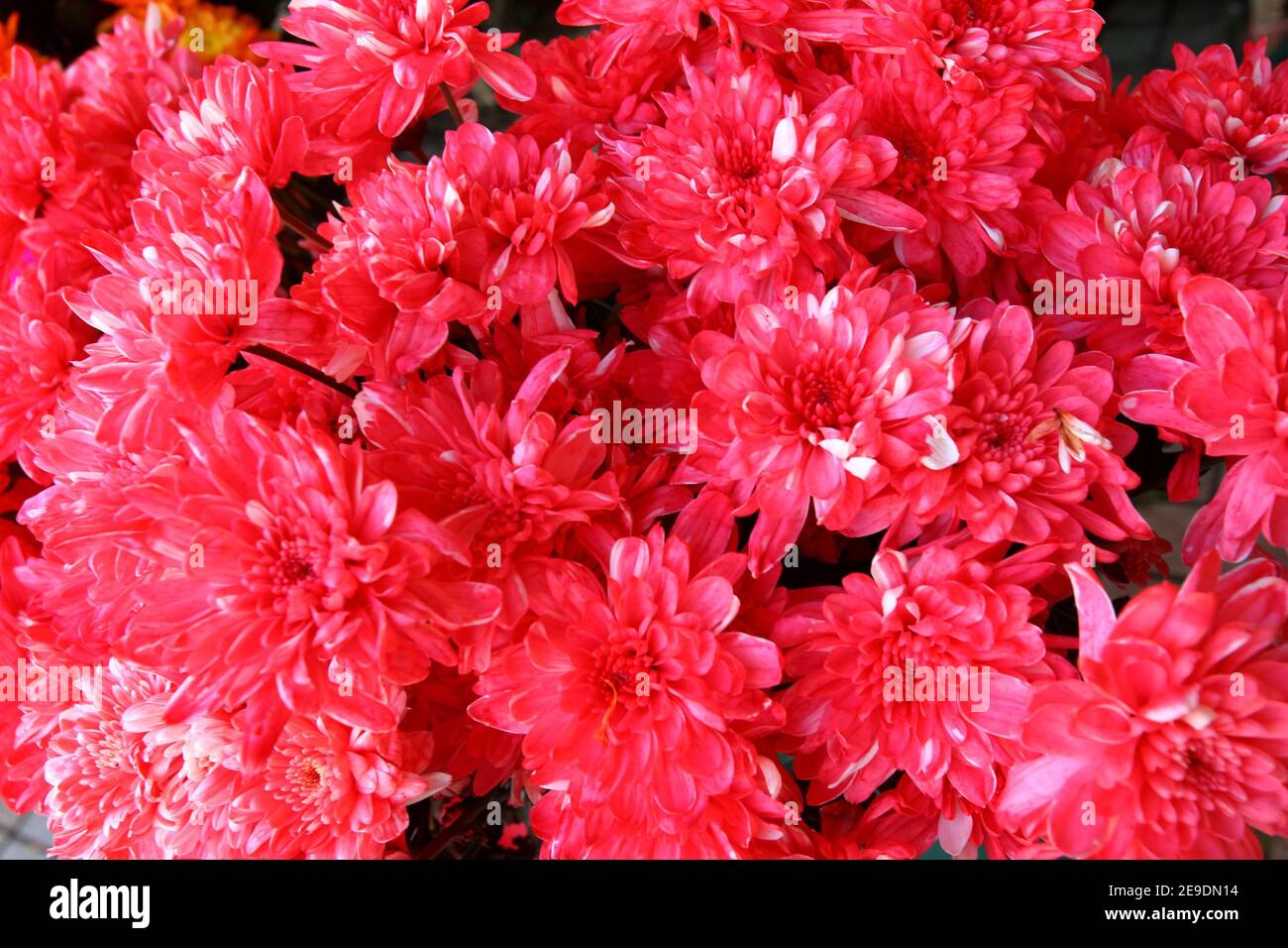 Indian flower hi-res stock photography and images - Alamy