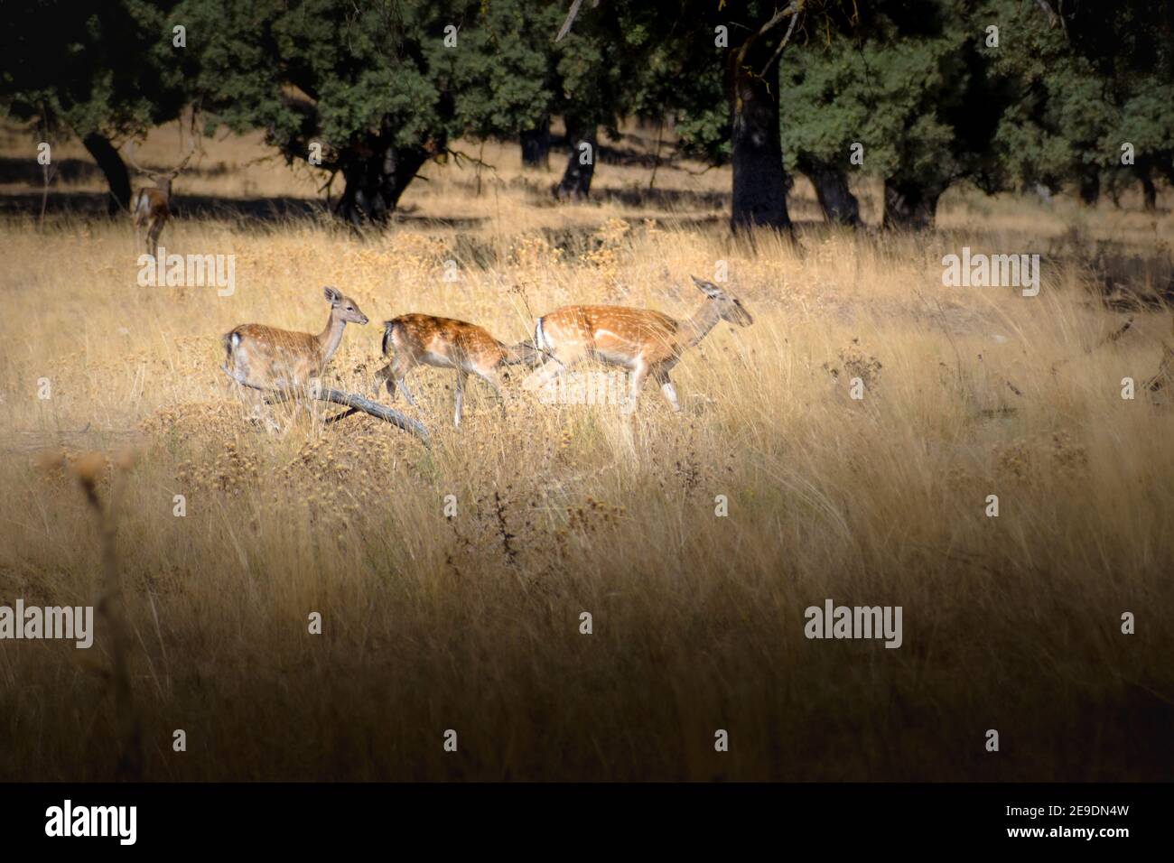 Group deer running in forest hi-res stock photography and images - Alamy