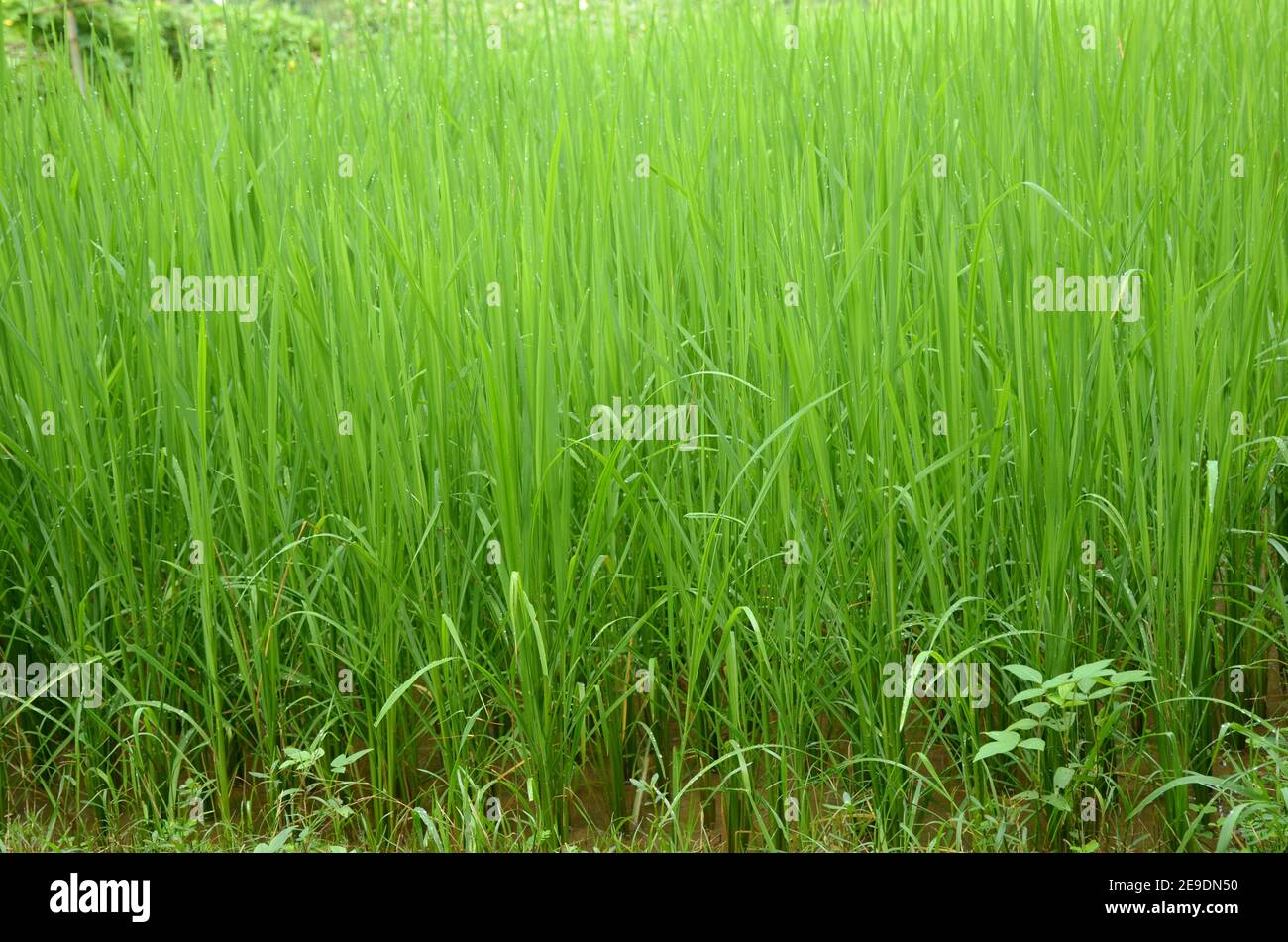 View of green paddy plant seedlings in the water field Stock Photo - Alamy