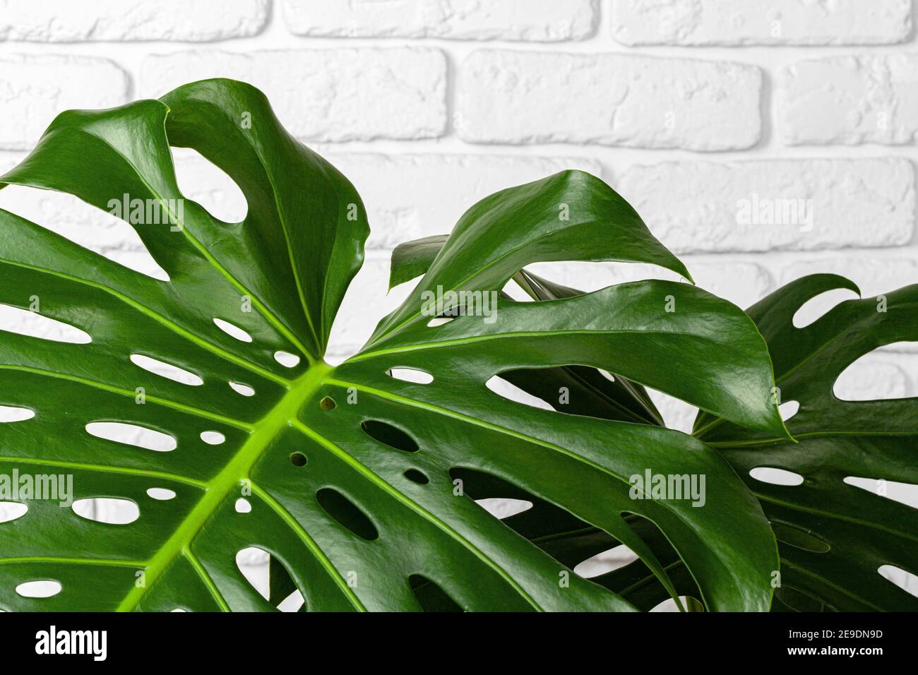 Close up of a monstera plant leaves against white brick wall Stock ...