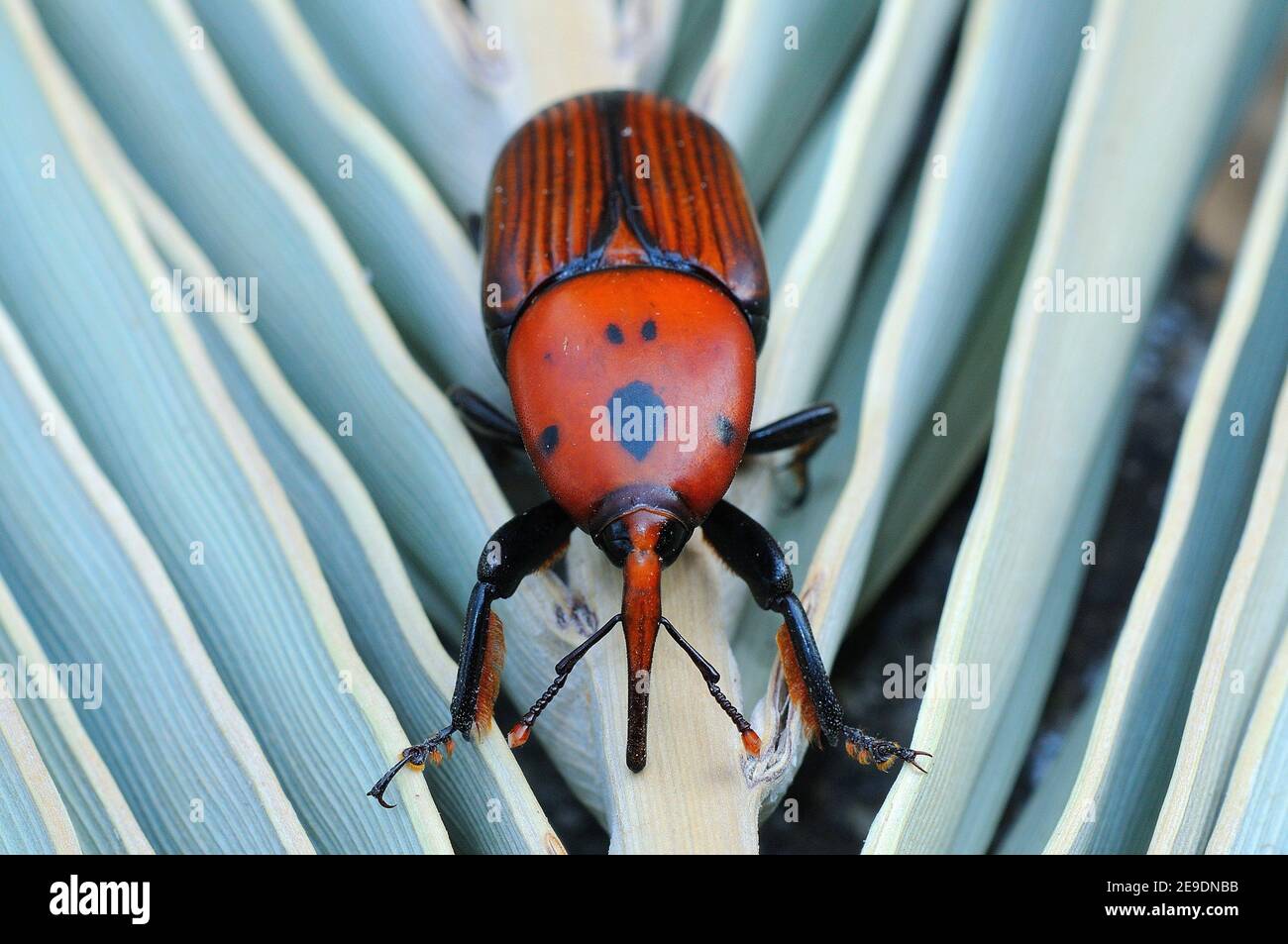 Red palm weevil hi-res stock photography and images - Alamy