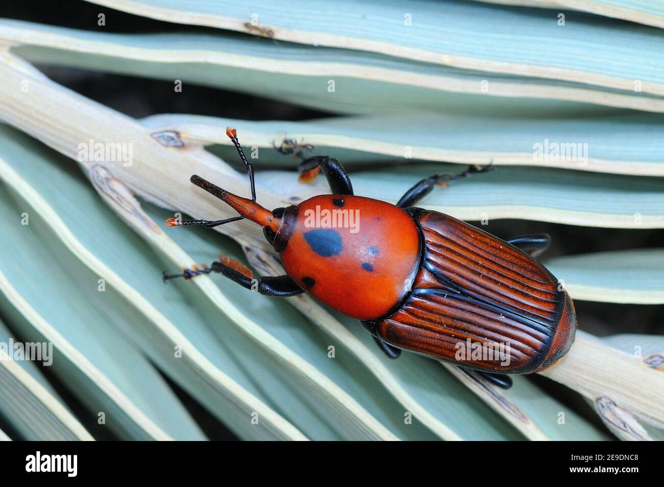 Date palm tree with red weevil hi-res stock photography and images - Alamy