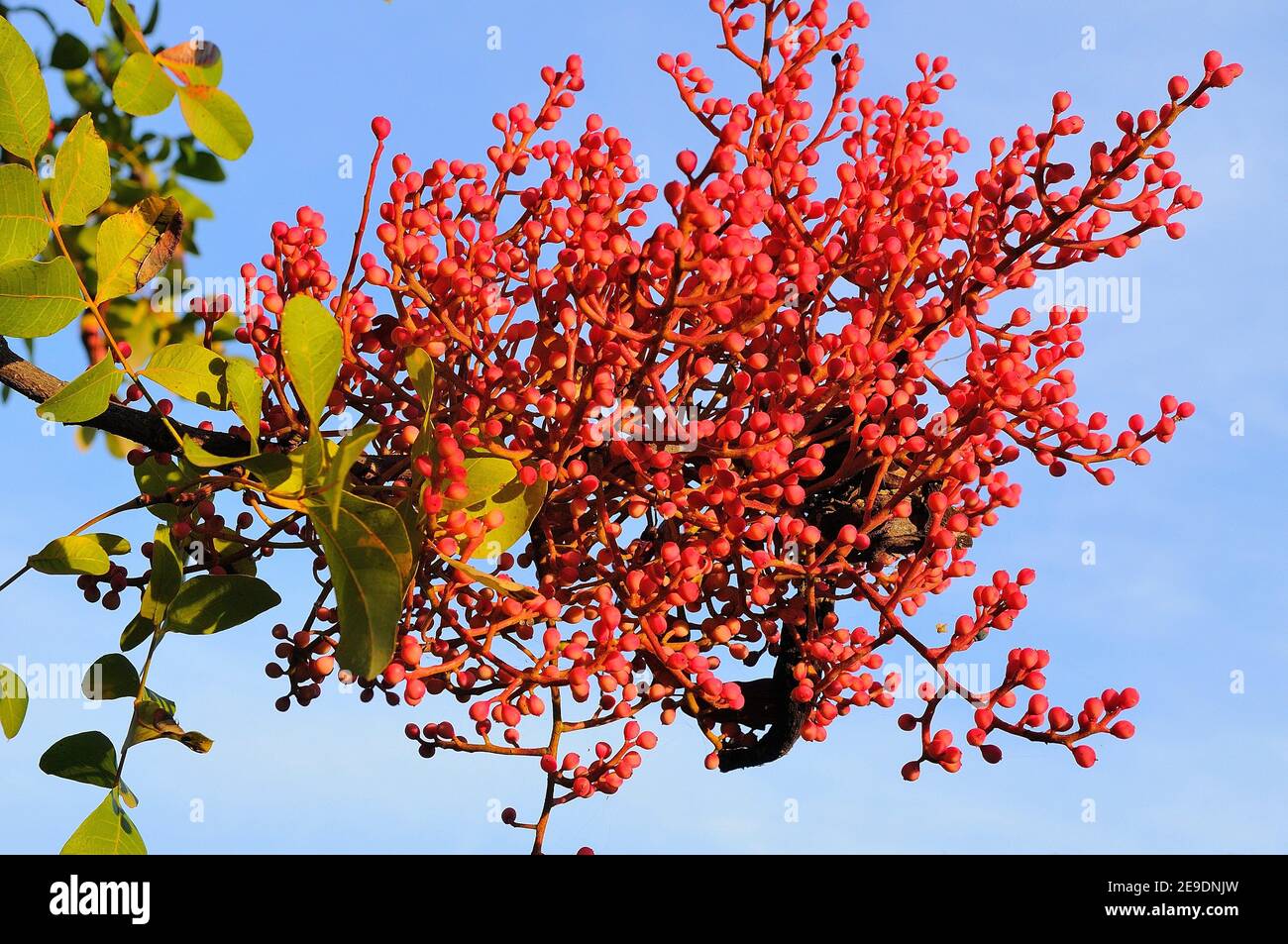 Pistacia Terebinthus High Resolution Stock Photography and Images - Alamy