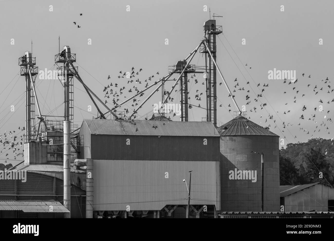 Grayscale shot of a flying bird flock around the factory Stock Photo ...
