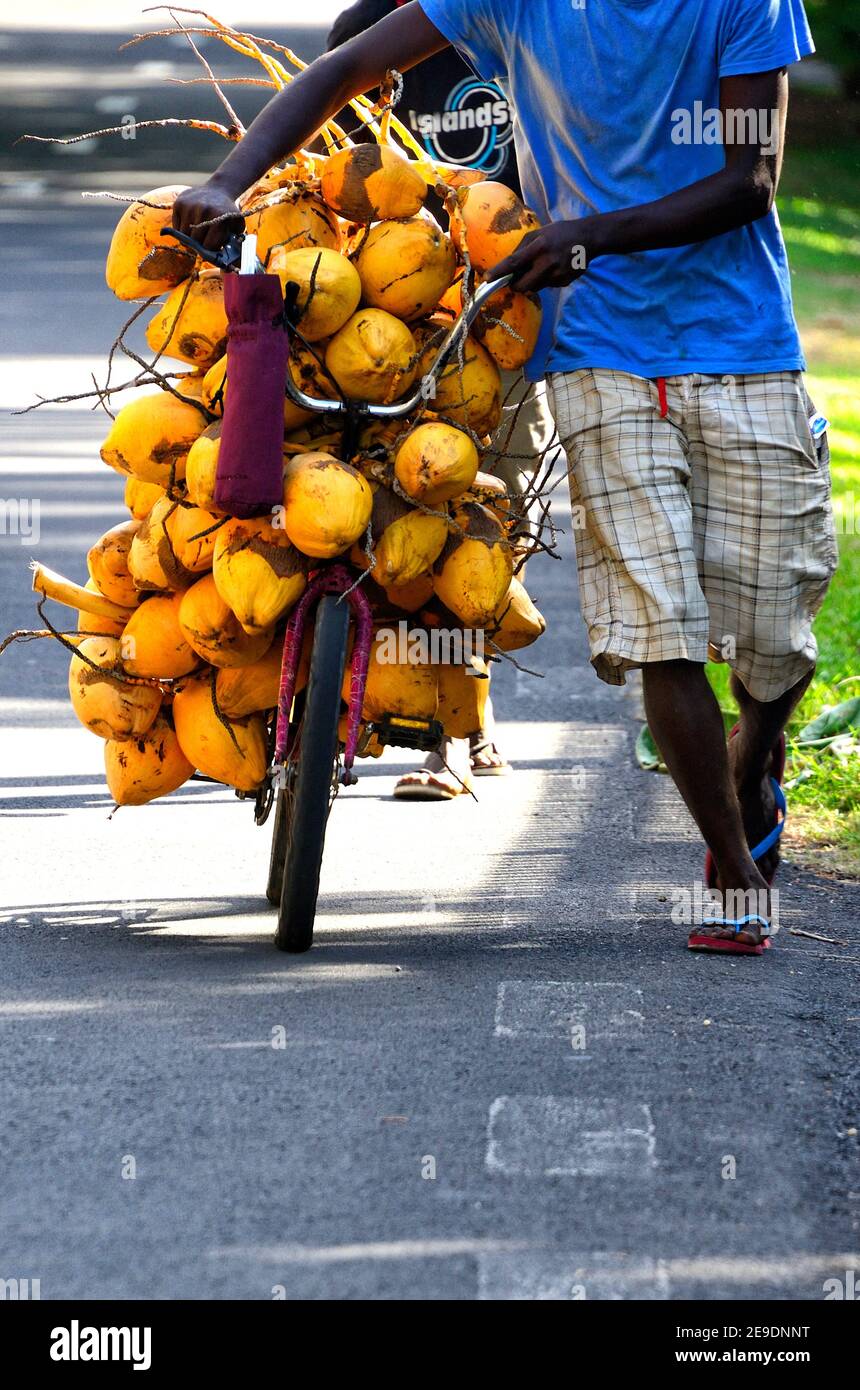 Coconuts coconut man bicycle hi-res stock photography and images - Alamy