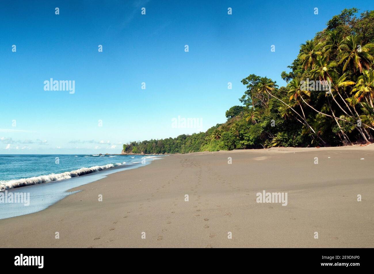 Empty rainforest hi-res stock photography and images - Alamy