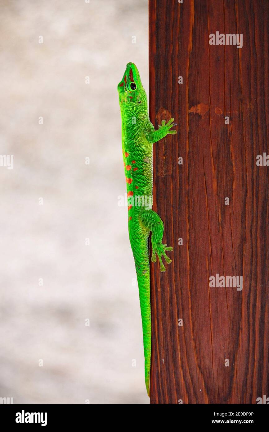 Mauritius Lizard High Resolution Stock Photography and Images - Alamy