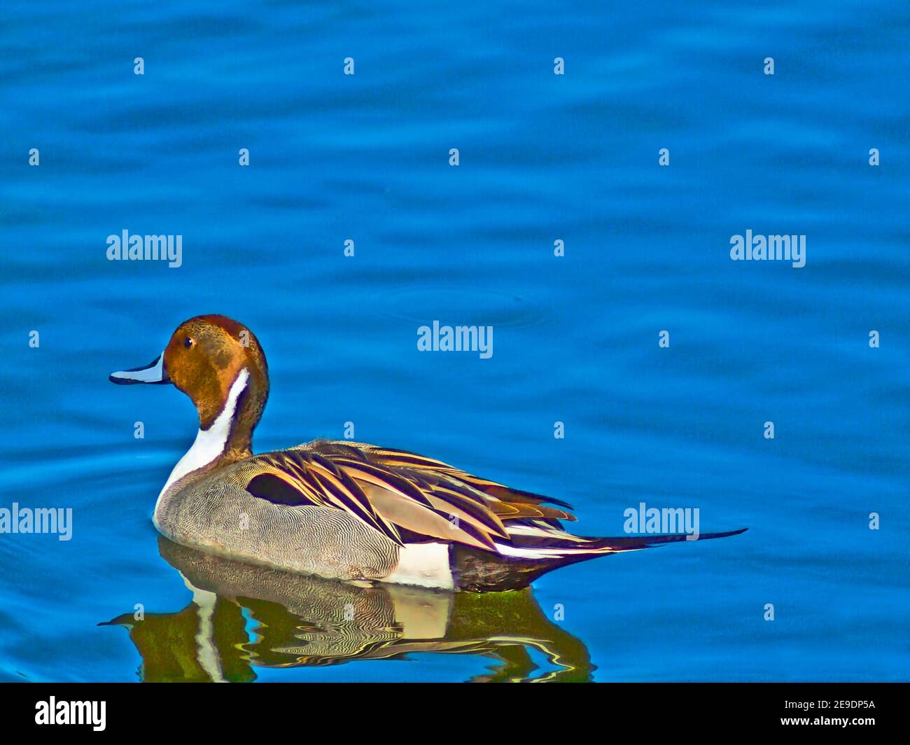 Northern pintail duck hi-res stock photography and images - Alamy