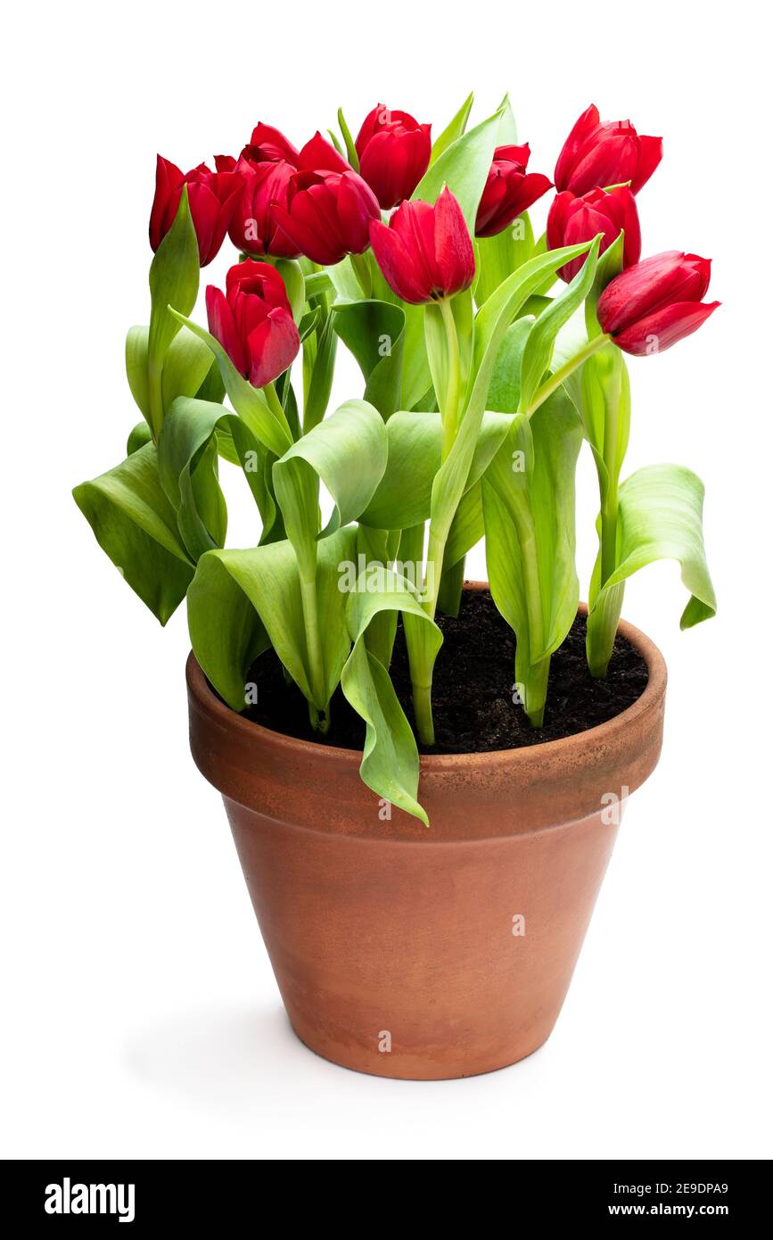 Homegrown pot Cut Out Stock Images & Pictures - Alamy
