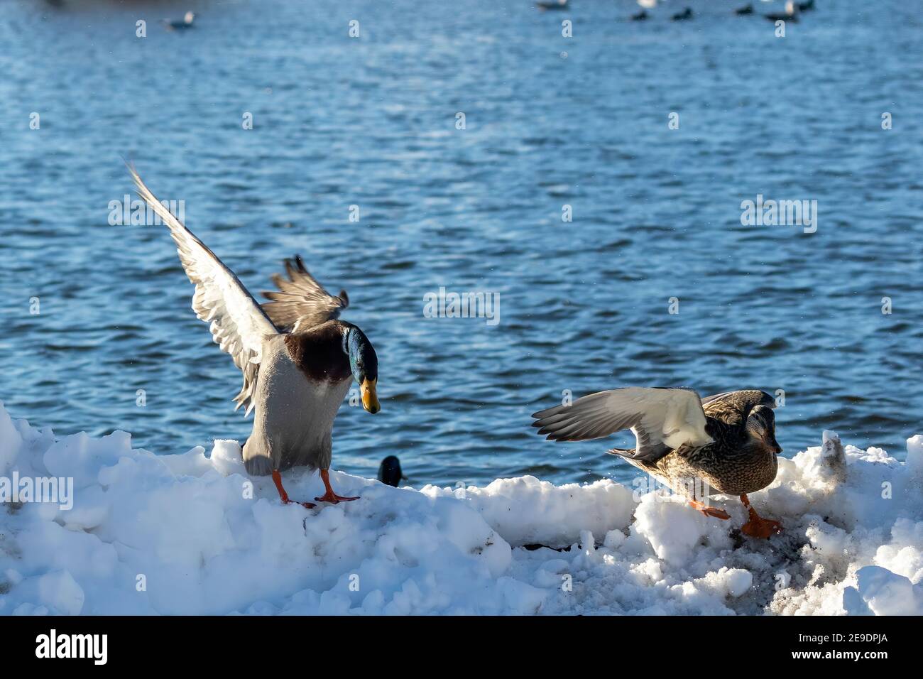 Mallards in flight. Natural scene from Wisconsin river Stock Photo - Alamy