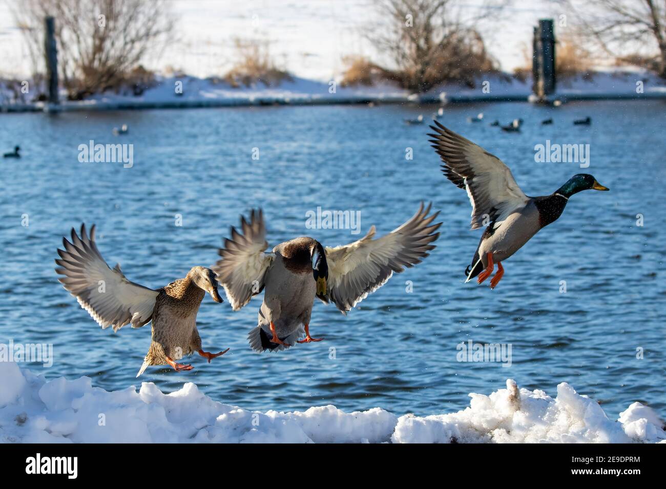 Hungry mallards hi-res stock photography and images - Alamy