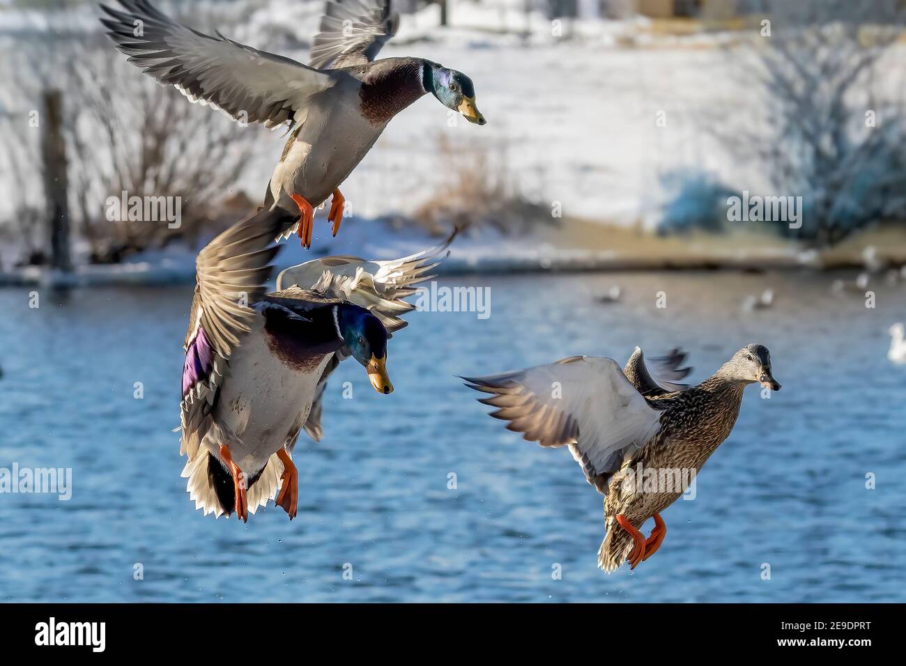 Mallards in flight. Natural scene from Wisconsin river Stock Photo - Alamy