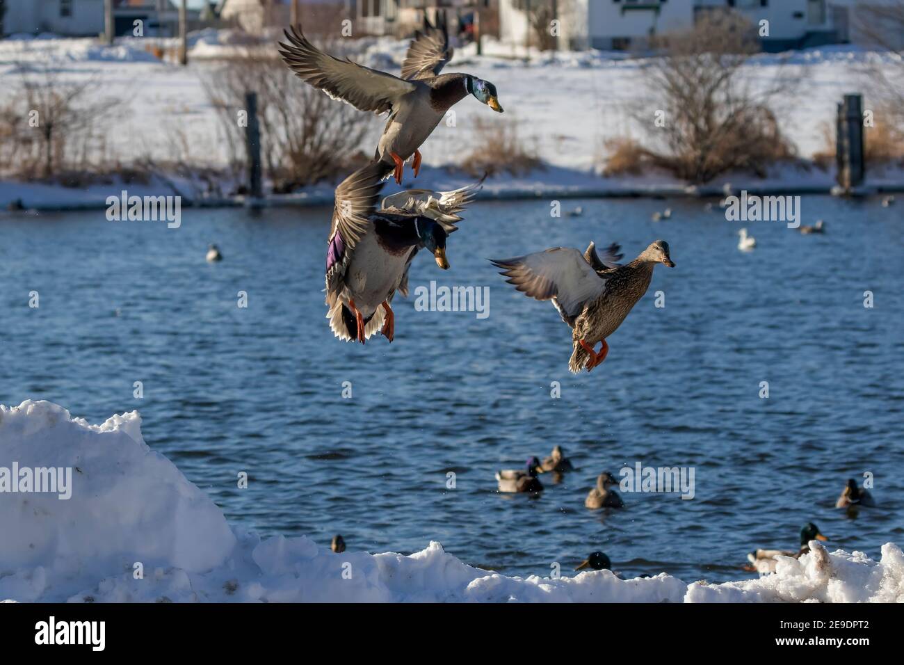 Mallards in flight. Natural scene from Wisconsin river Stock Photo - Alamy