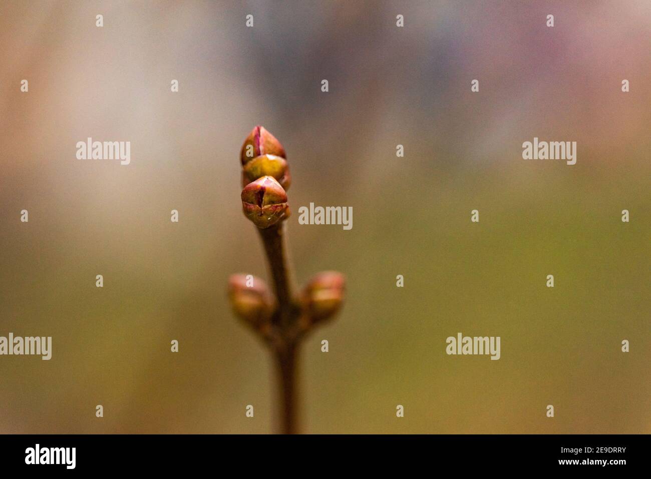 Tree branches with spring green budding leaves. tree buds in spring ...