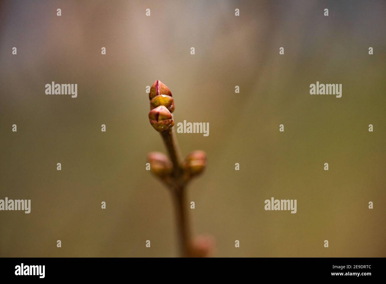 Tree branches with spring green budding leaves. tree buds in spring ...