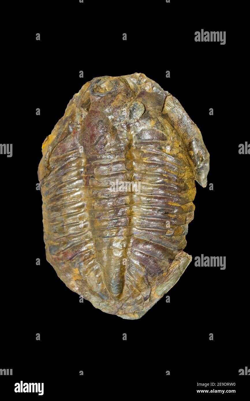 Trilobite Eye High Resolution Stock Photography and Images - Alamy